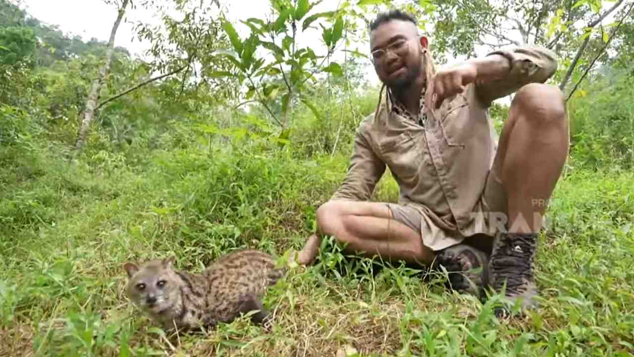Berkenalan Dengan Musang Rase Kala Menyambangi Air Terjun Sedinding ...